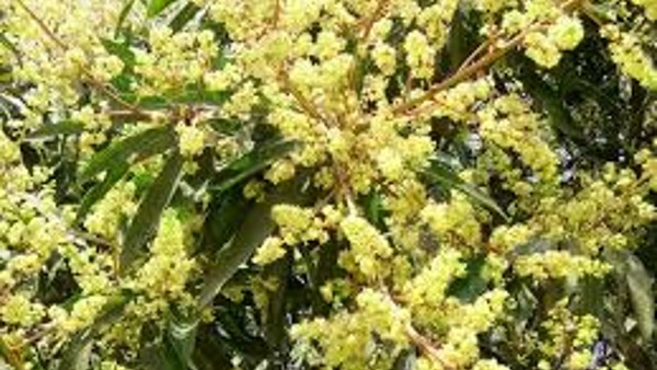 ବକୁଳ ଅମାବାସ୍ୟା: ପକୃତି ଓ ପରମ୍ପରାର ନିଆରା ପର୍ବ | Bakula Amavasya ...