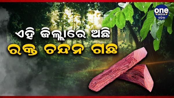 ଜାଣନ୍ତି କି ? ରାଜ୍ୟର ଏହି ଜିଲ୍ଲାର ଜଙ୍ଗଲରେ ଅଛି ରକ୍ତ ଚନ୍ଦନ ଗଛ... | Red ...