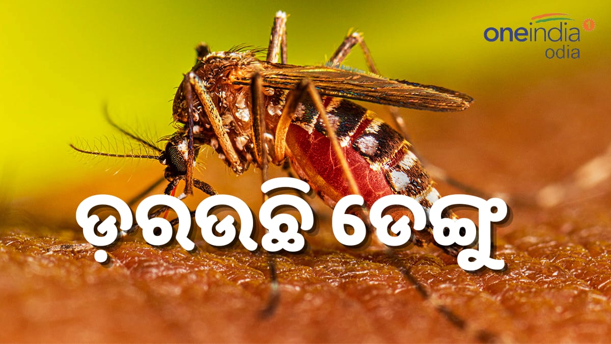 ଡ଼ରଉଛି ଡେଙ୍ଗୁ; ପ୍ରସ୍ତୁତ ହେଉଛି ସିଏମସି | dengue rises in CMC prepare ...