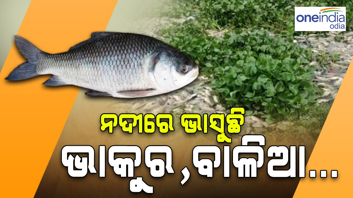 ନଦୀରେ ଭାସୁଛି କୁଢ କୁଢ ରୋହି, ଭାକୁର, ବାଳିଆ... | Dead Fish Floating In ...
