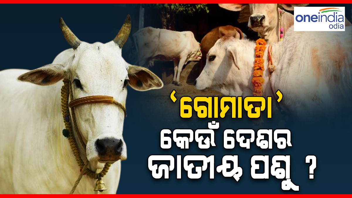 ଏହି ଦେଶର ଜାତୀୟ ପଶୁ ଗାଈ, ଦେଶର ନାମ ଜାଣିଲେ ଆପଣଙ୍କୁ ବି ଆଶ୍ଚର୍ଯ୍ୟ ଲାଗିବ ...