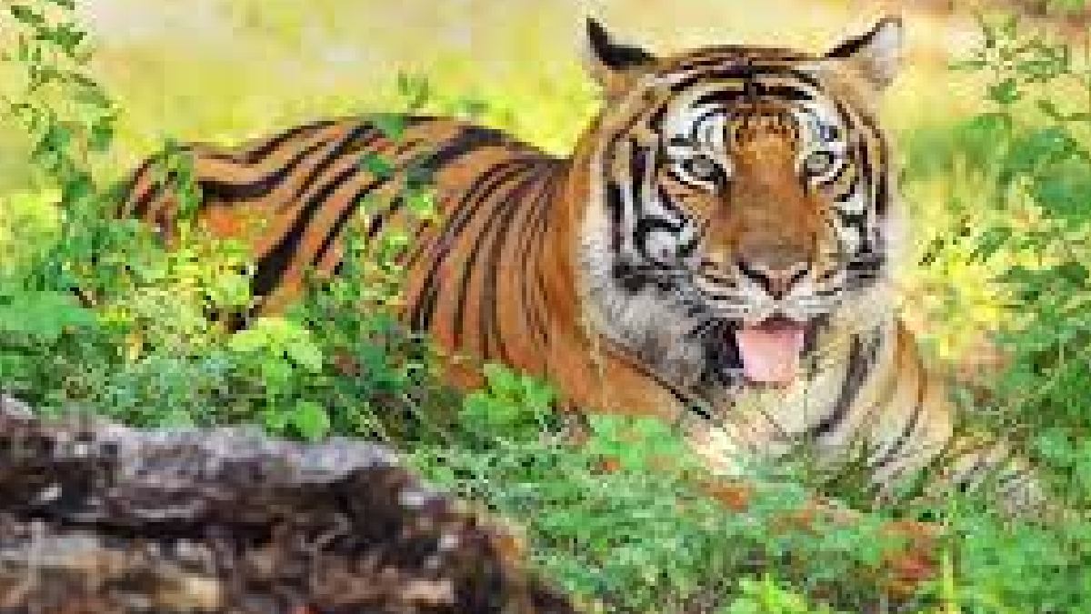 ନୂଆପଡ଼ାରେ ବାଘ ଆତଙ୍କ | Tiger terror in Nuapada - Odia Oneindia