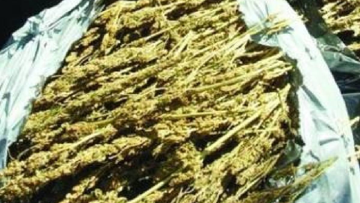 ବିପୁଳ ପରିମାଣର ଗଞ୍ଜେଇ ଜବତ କଲା ପୋଲିସ | Police have seized a large amount ...