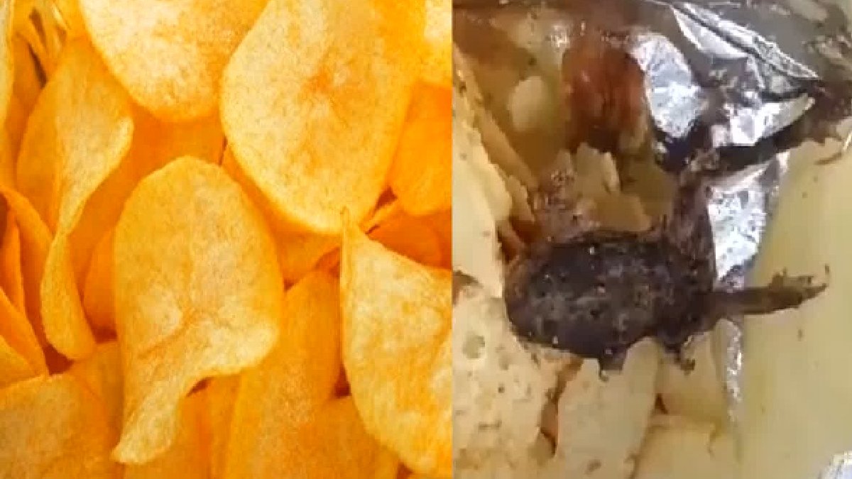 ଆଇସକ୍ରିମରୁ କଟା ଆଙ୍ଗୁଠି ପରେ ଏବେ ଚିପ୍ସରୁ ବାହାରିଲା ମୃତ ବେଙ୍ଗ | Dead Frog ...